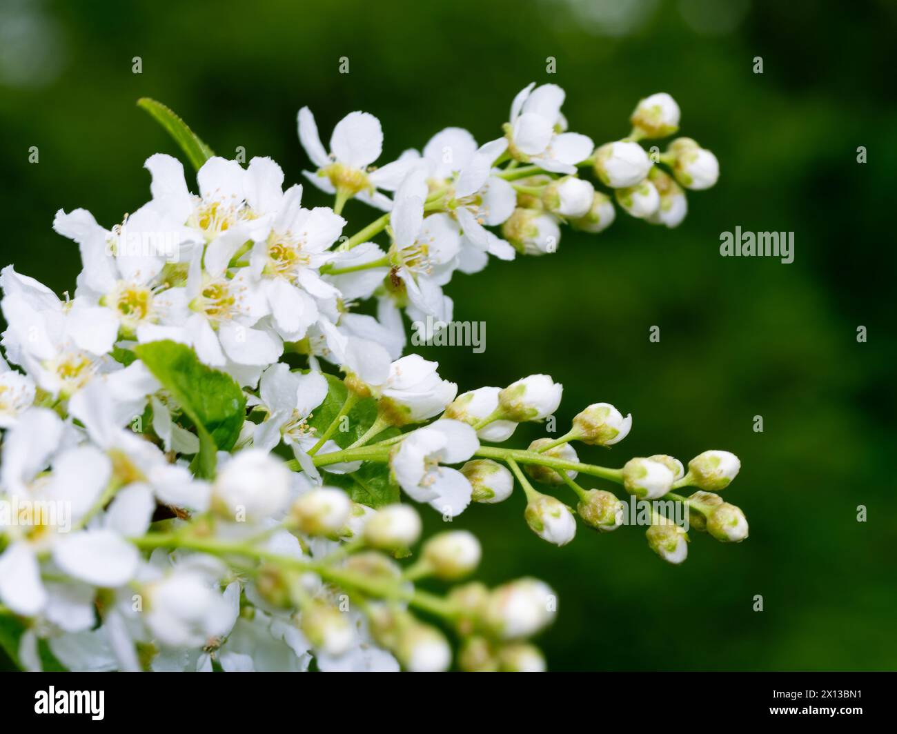 Black Dogwood, Hagberry or Bird Cherry, also known as the Mayday Tree ...