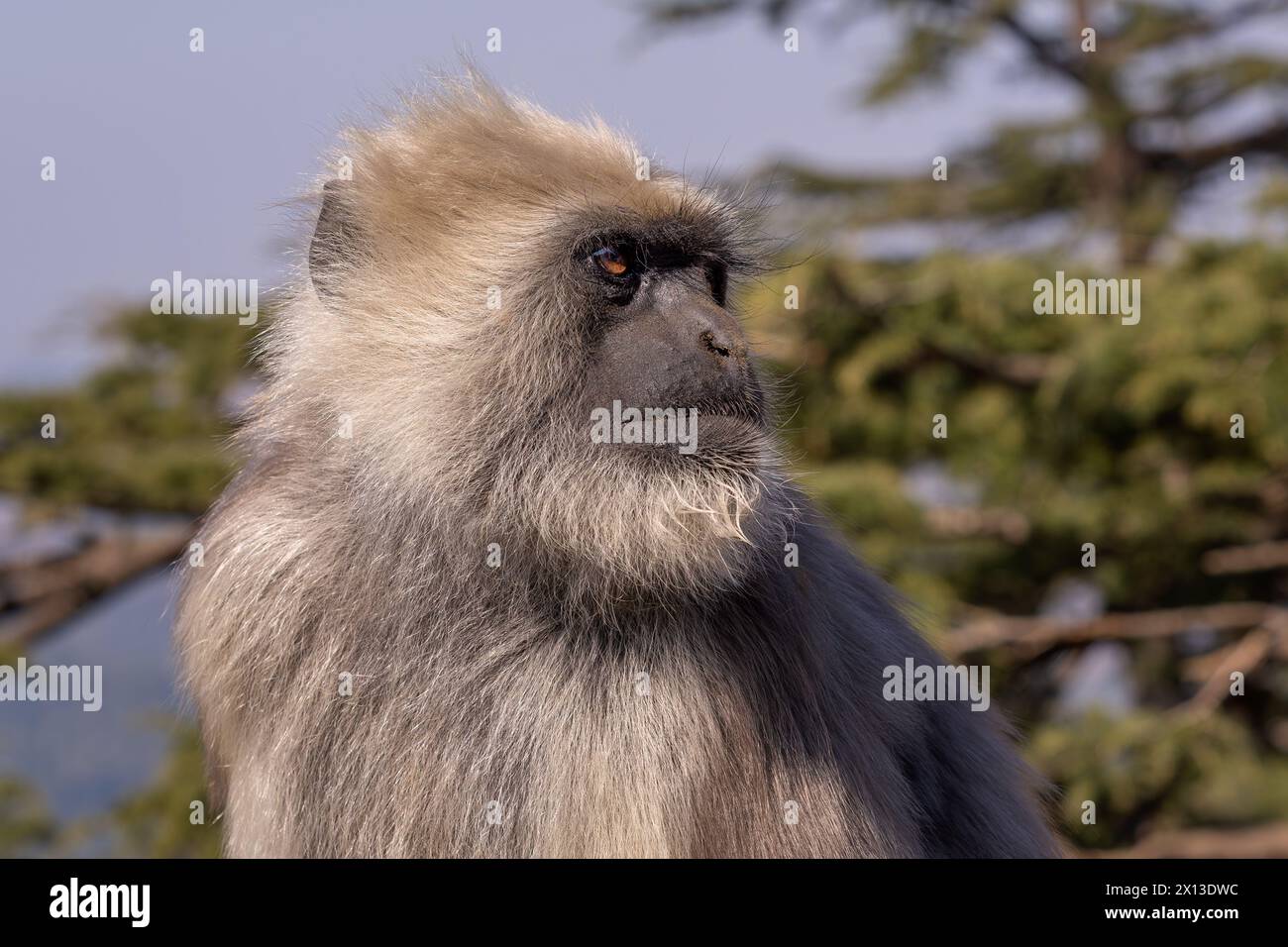 Nepal Sacred Langur - Semnopithecus schistaceus, beautiful popular ...