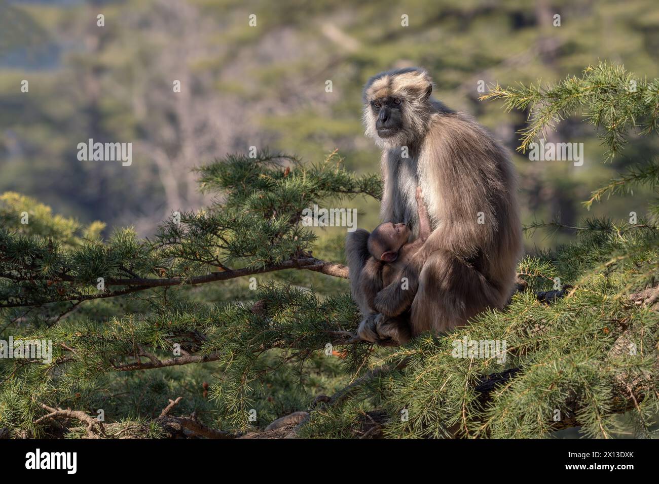 Nepal Sacred Langur - Semnopithecus schistaceus, beautiful popular ...