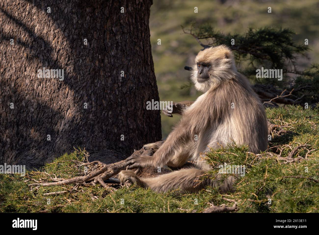 Nepal pakistan hi-res stock photography and images - Alamy