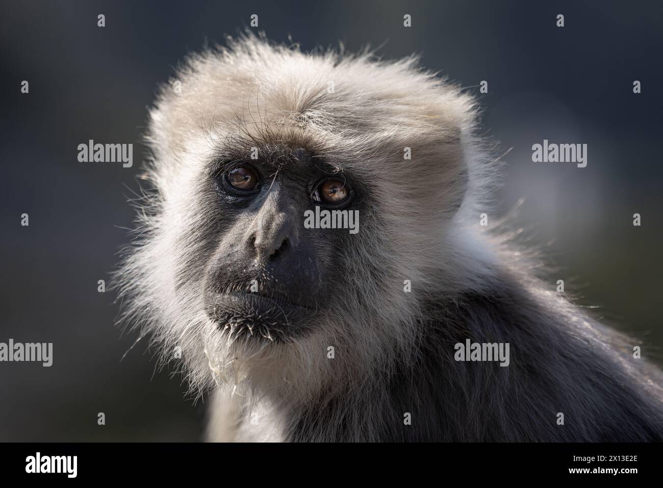 Nepal Sacred Langur - Semnopithecus schistaceus, beautiful popular ...