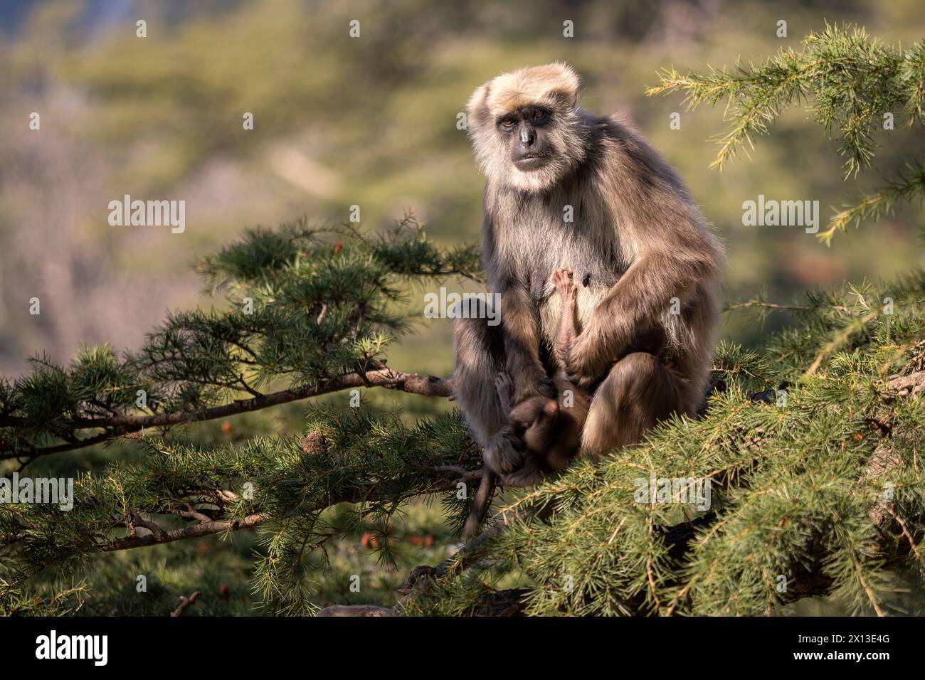 Nepal Sacred Langur - Semnopithecus schistaceus, beautiful popular ...