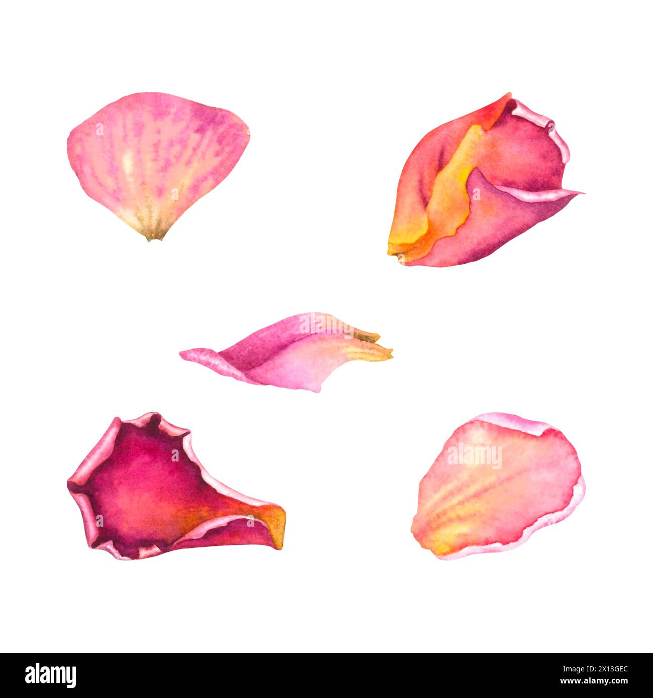 Dried petals of a pink rose. Hand drawn watercolor illustration of a ...