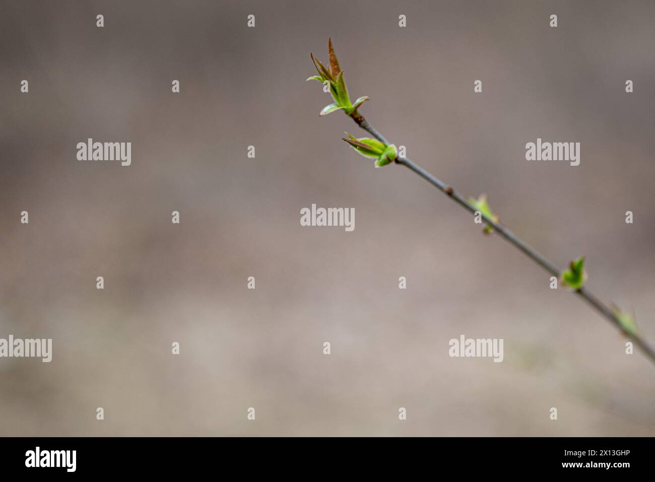 Isolated picture of bud on a small branch in the wood during spring ...