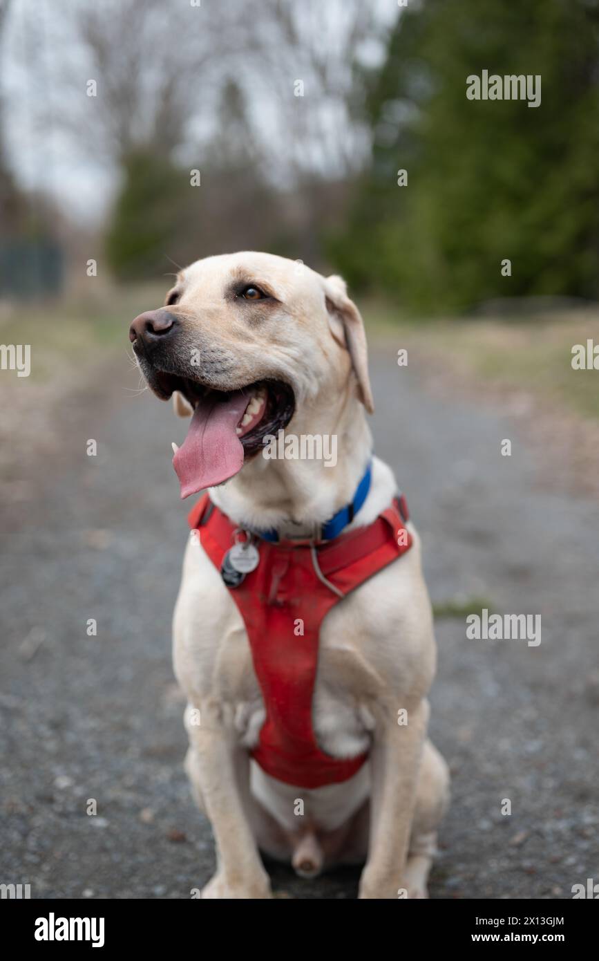 Beautiful labrador retriever with his harness on a trail in a park ...