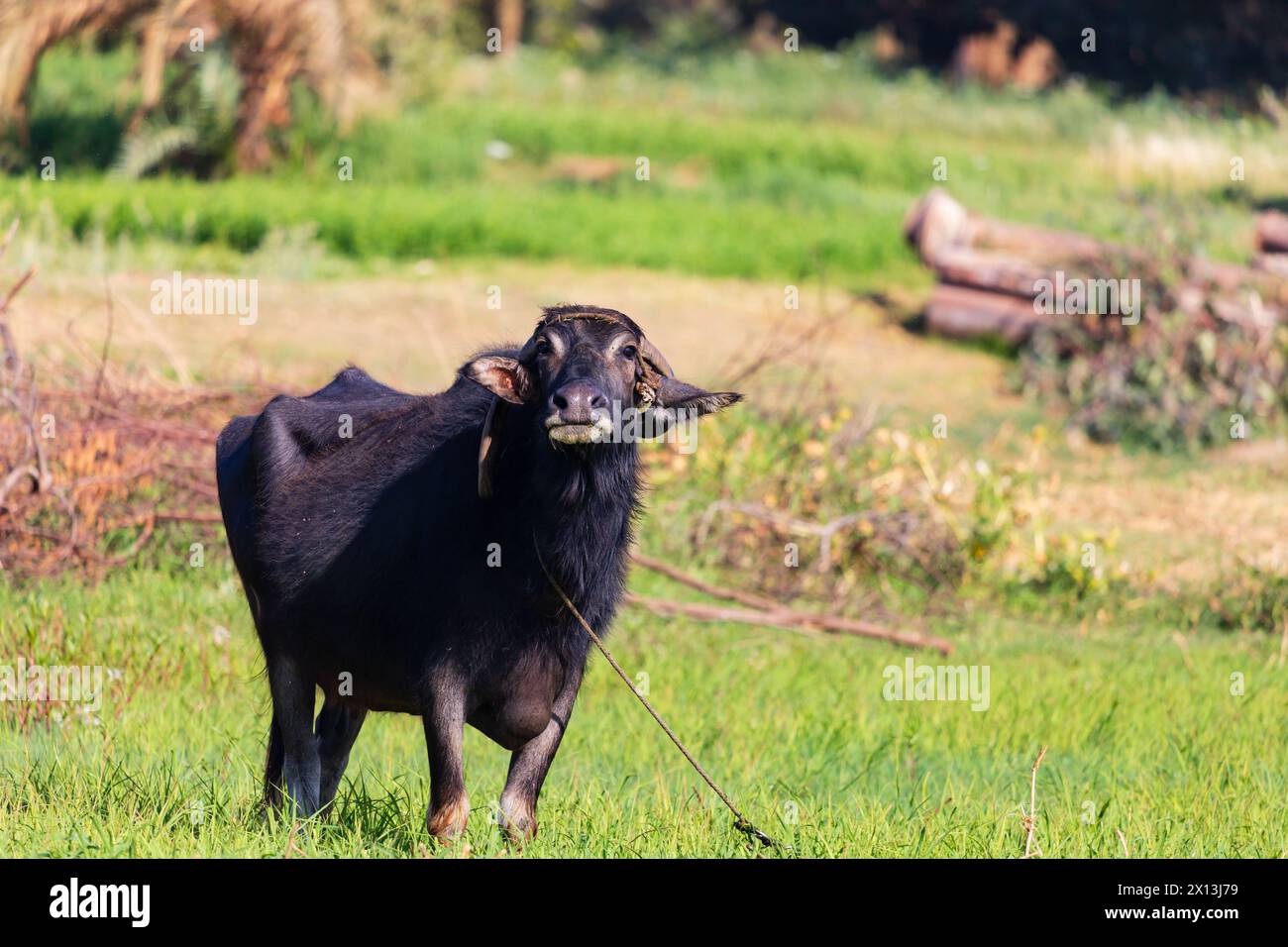 Egypt river buffalo hi-res stock photography and images - Alamy