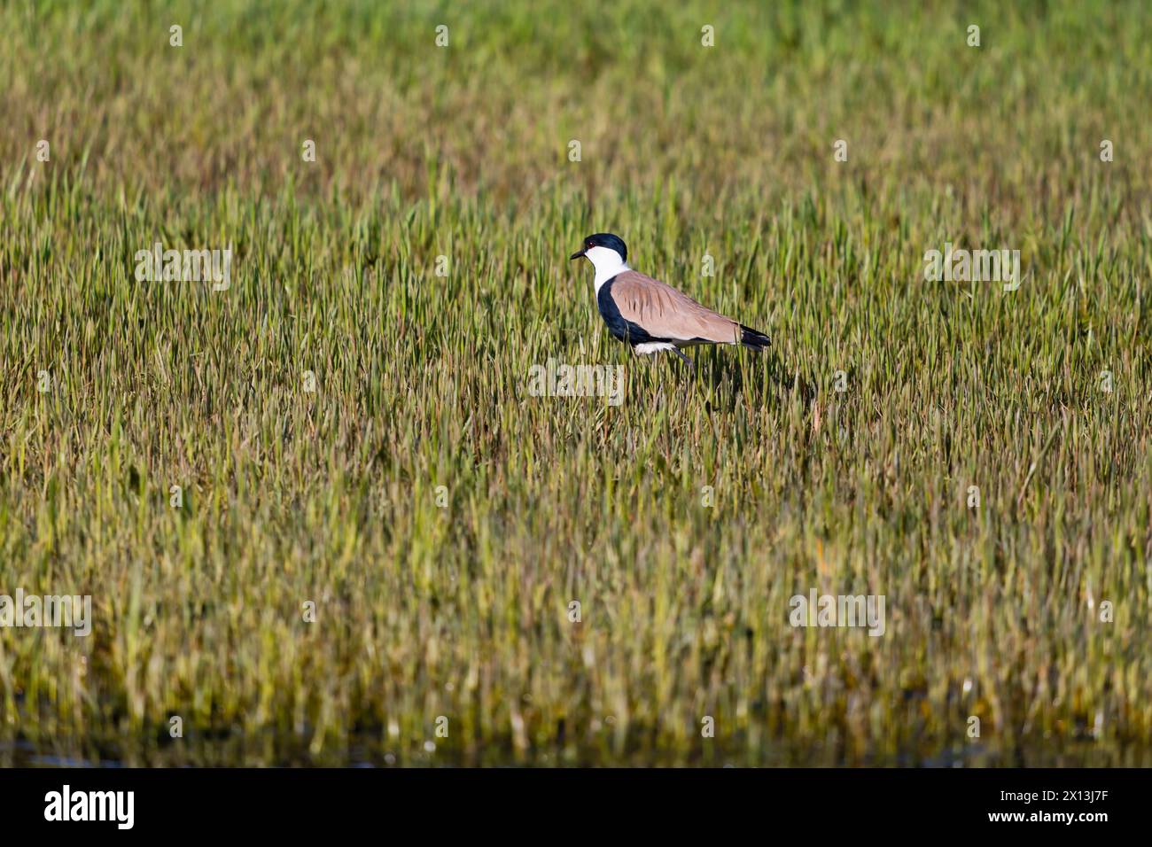 Spur winger plover hi-res stock photography and images - Alamy