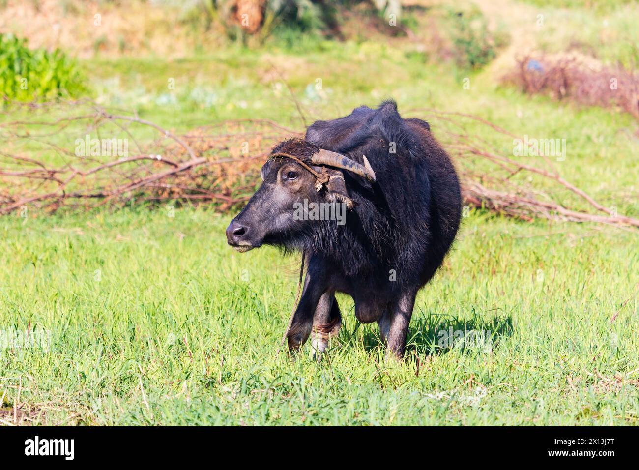 Egypt river nile buffalo hi-res stock photography and images - Alamy