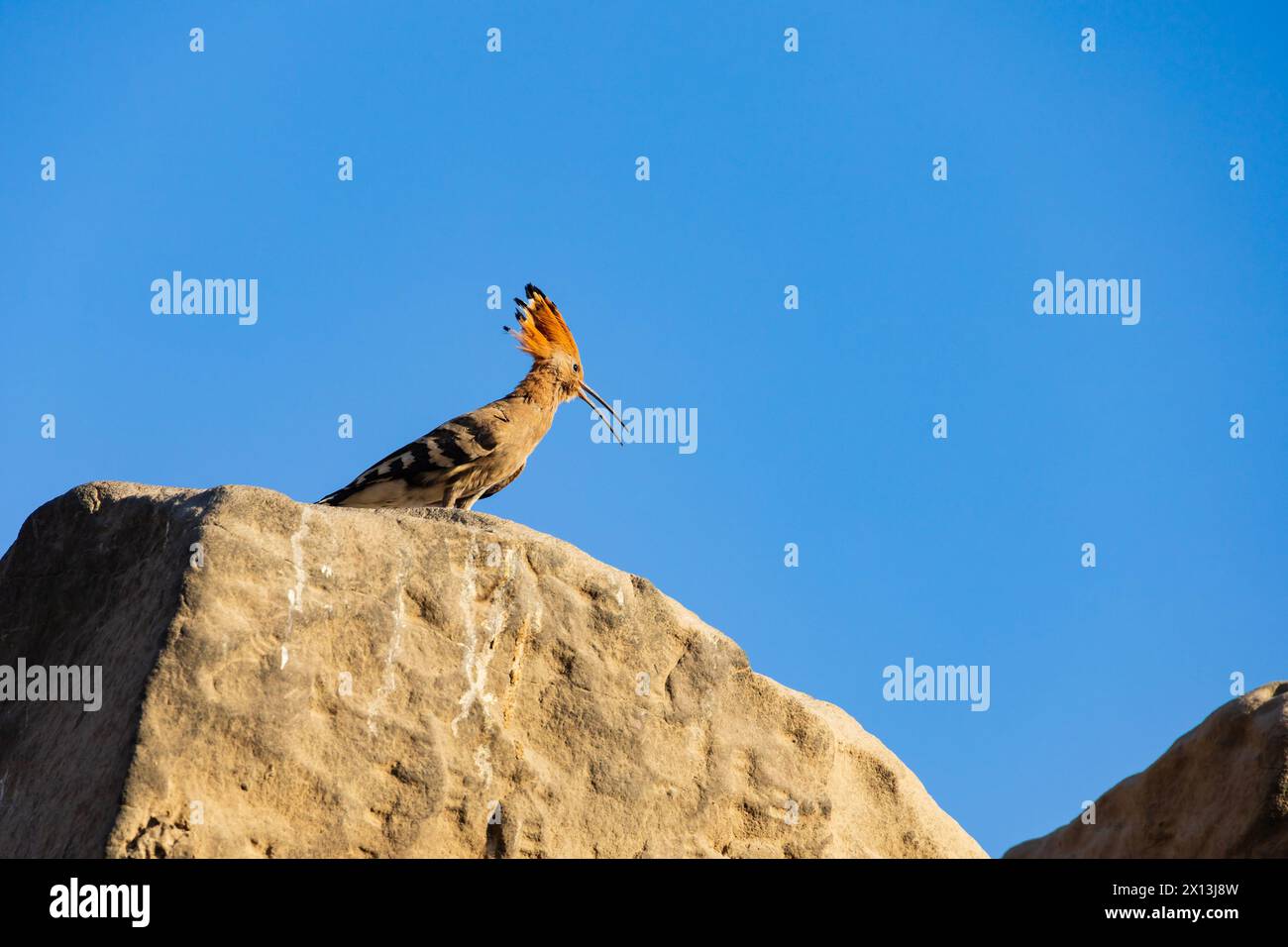 Eurasian Hoopoe, Upapa Epops, sitting on a stone with clear blue sky ...