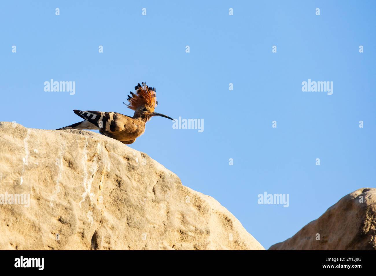 Eurasian Hoopoe, Upapa Epops, sitting on a stone with clear blue sky ...