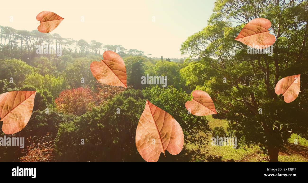 Falling orange tree hi-res stock photography and images - Alamy