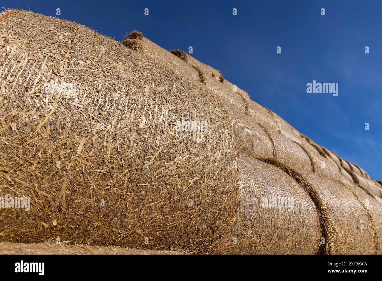wheat straw collected in stacks after grain harvest, yellow straw from ...