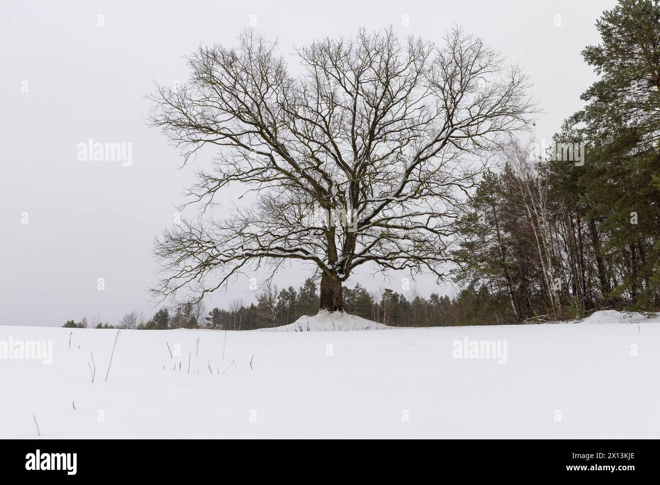 an old oak tree in winter during a snowfall, falling snow in a field ...