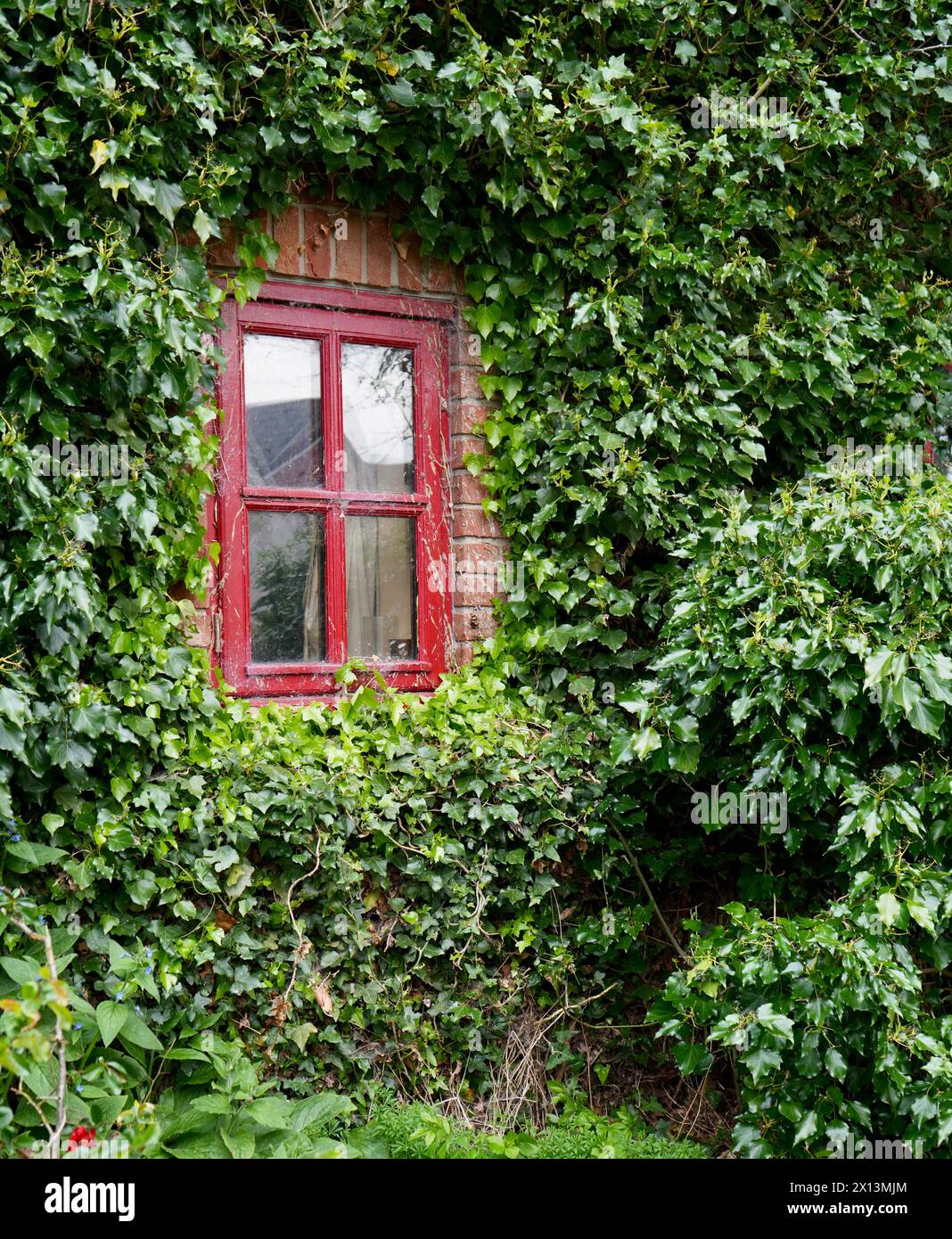 Red painted wooden window in a wall surrounded by ivy Stock Photo - Alamy