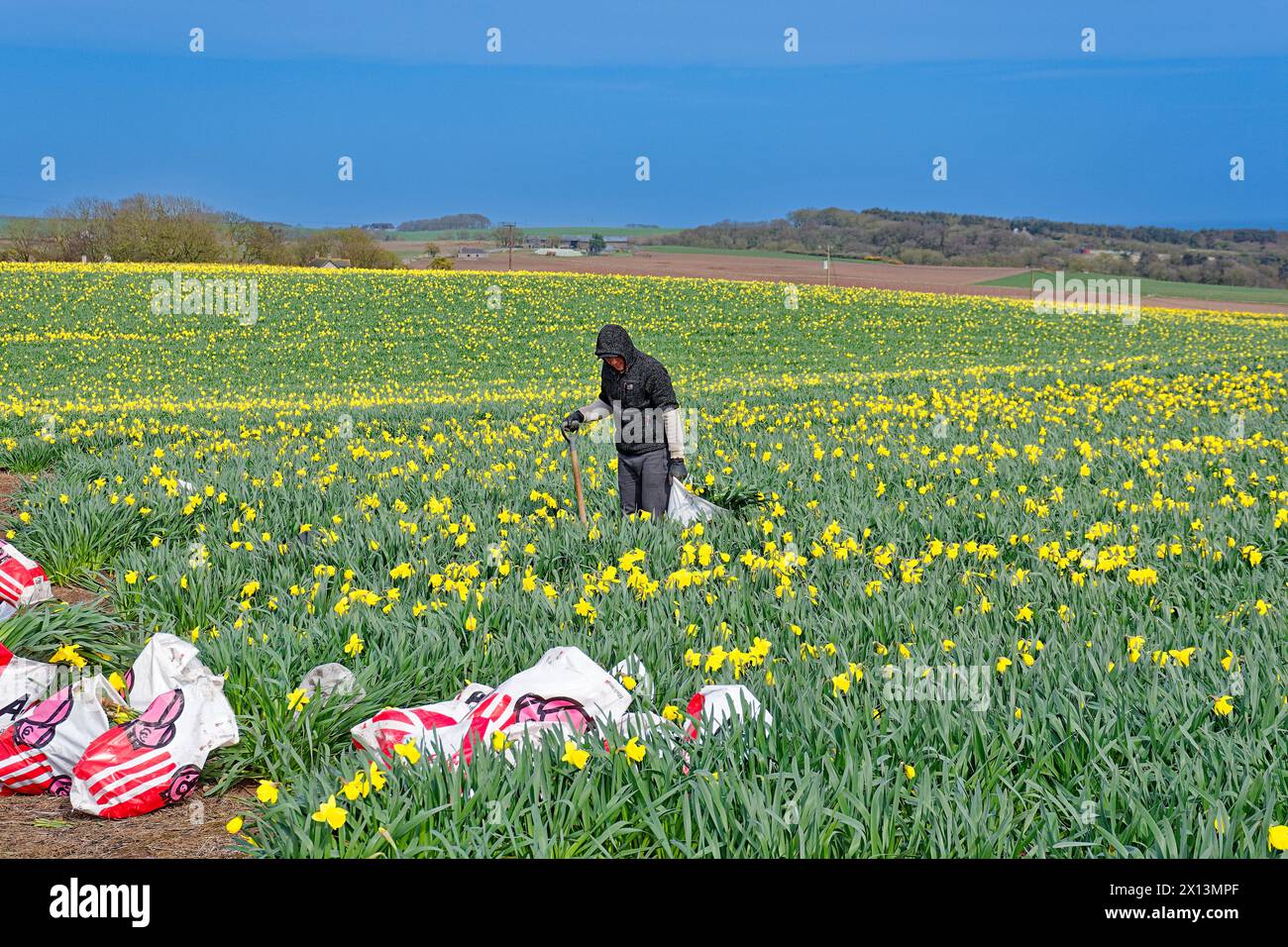 Kinneff Aberdeenshire Scotland colourful daffodil fields in Spring a ...