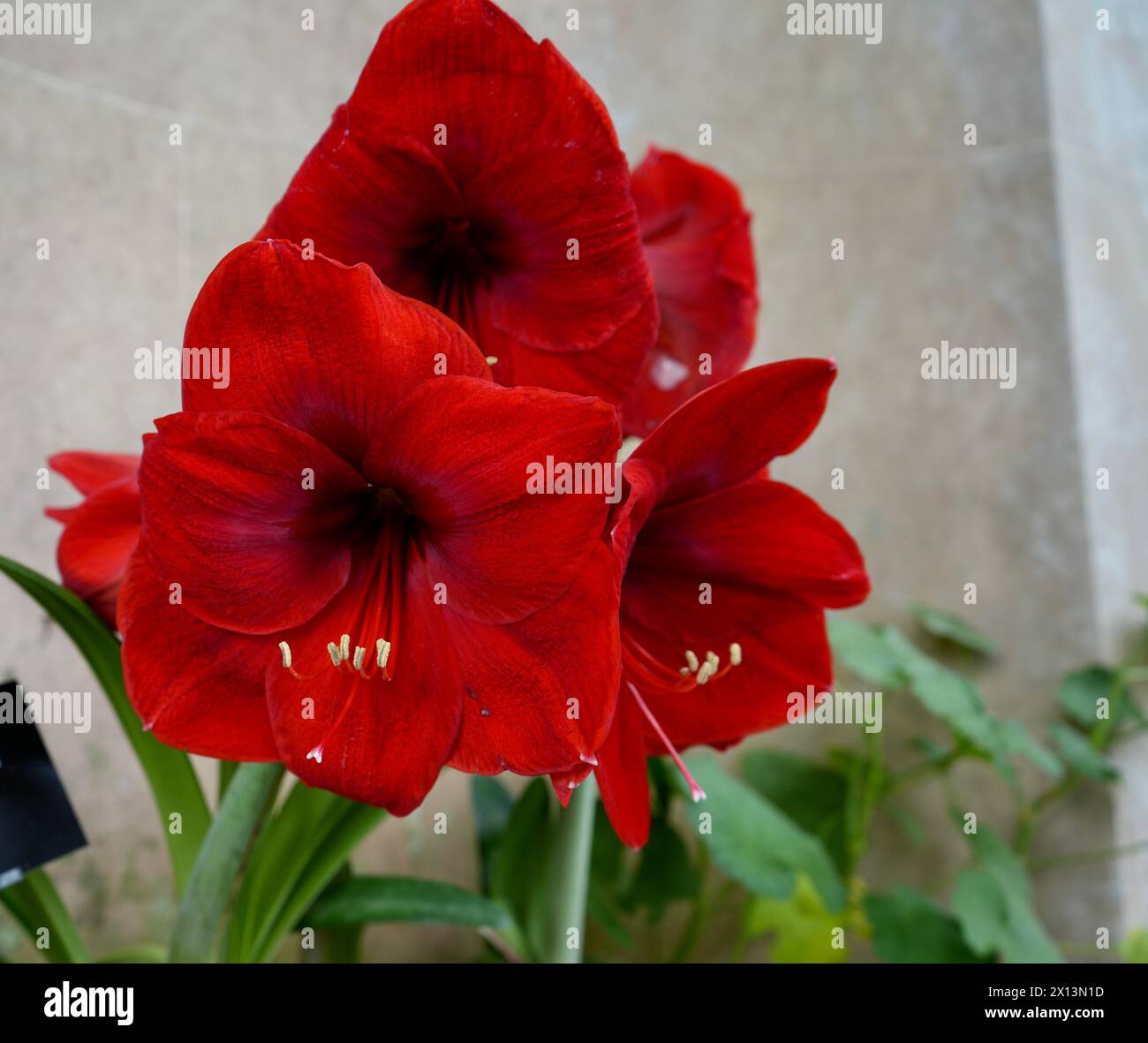 Beautiful Red Amaryllis Plant (Hippeastrum Reginae Stock Photo - Alamy