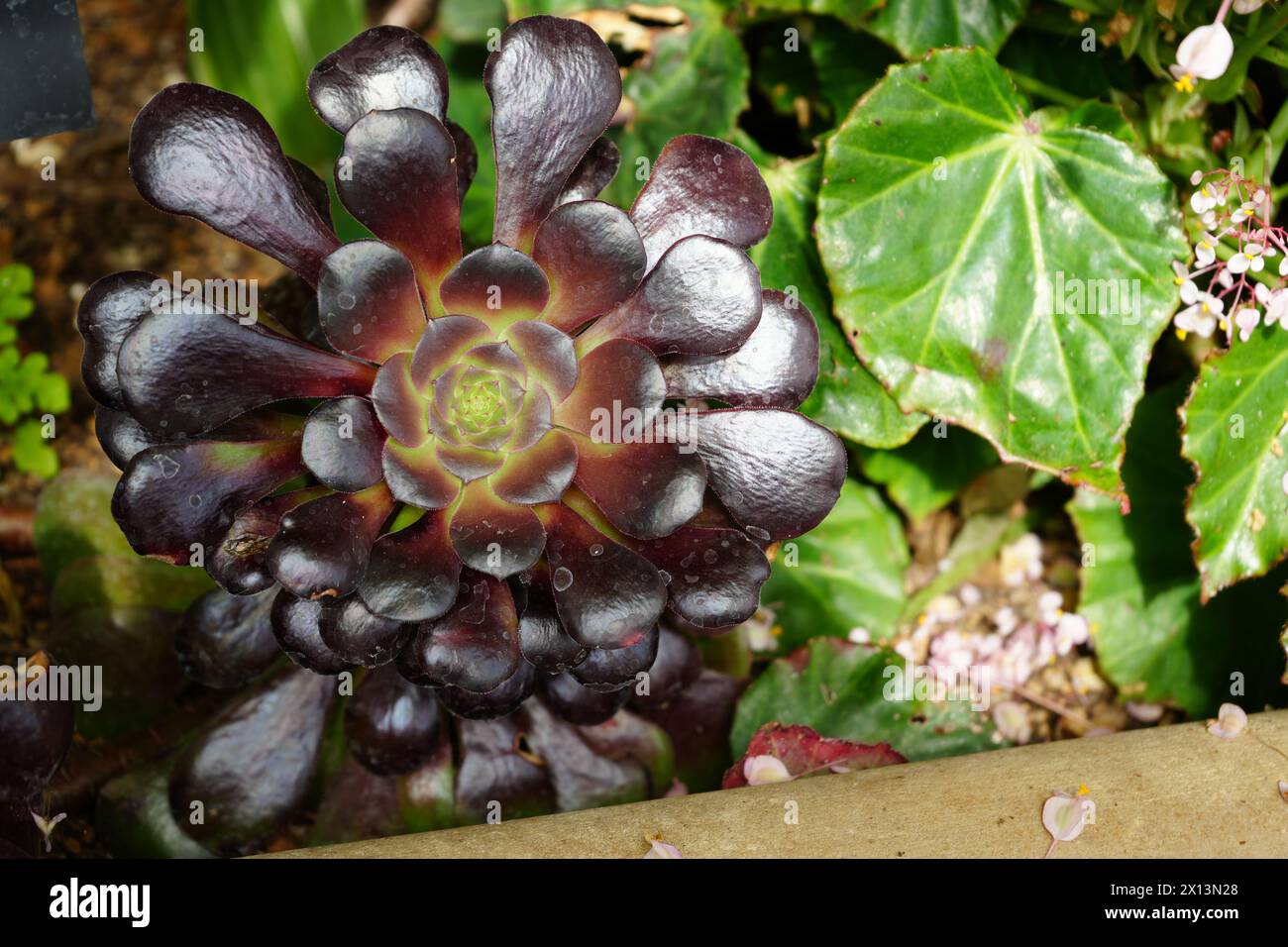 Black rose aeonium arboretum hi-res stock photography and images - Alamy
