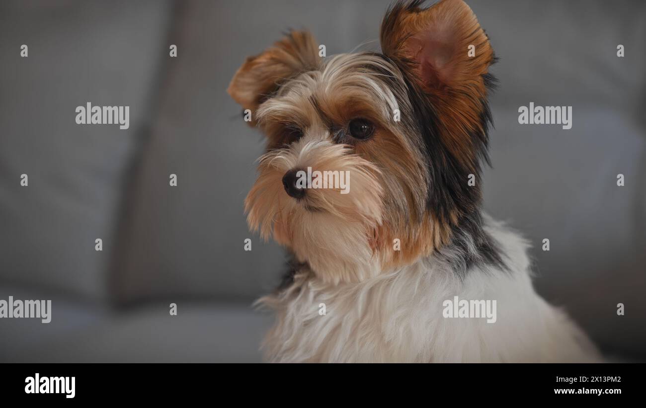 Portrait of a biewer terrier puppy with expressive eyes resting indoors ...