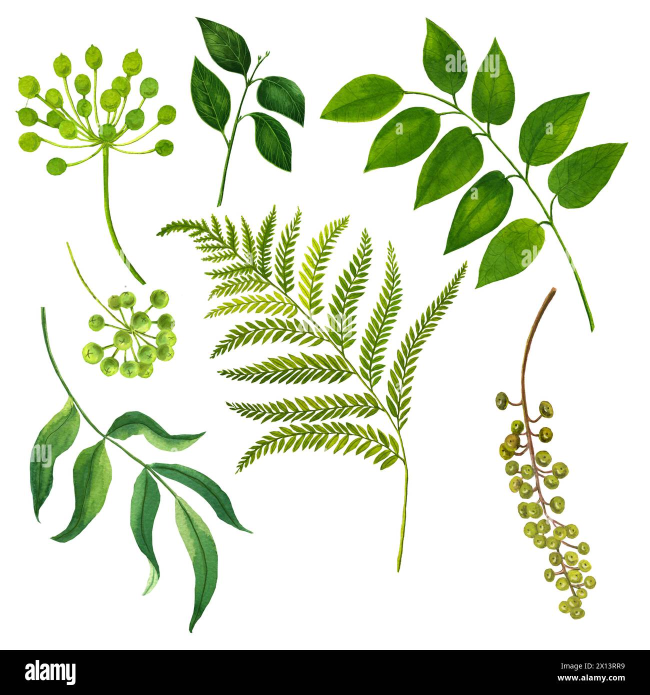Collection of watercolor greenery branch leaves twigs floral plant ...