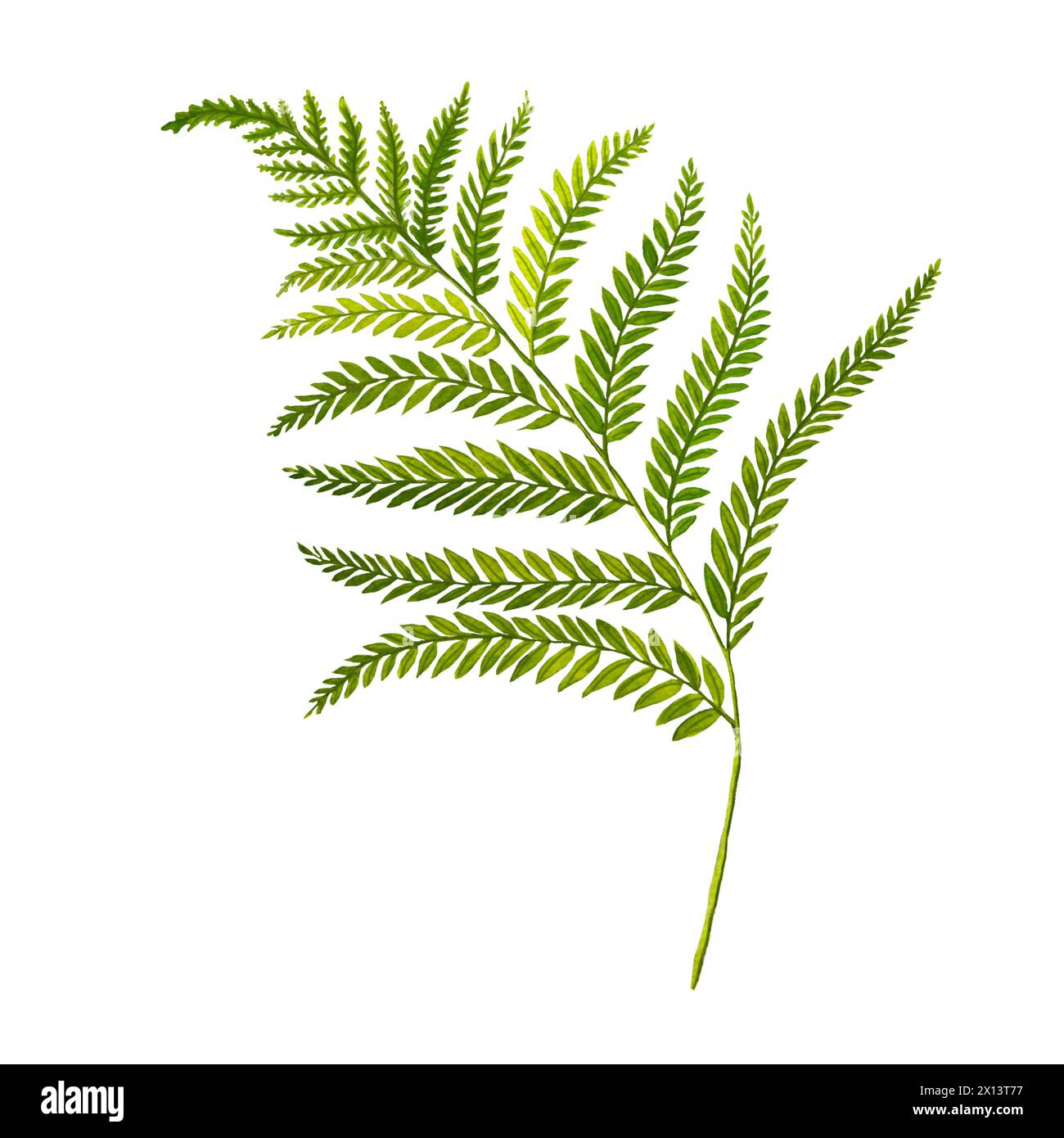 Watercolor fern leaves hand drawn illustration, isolated white ...