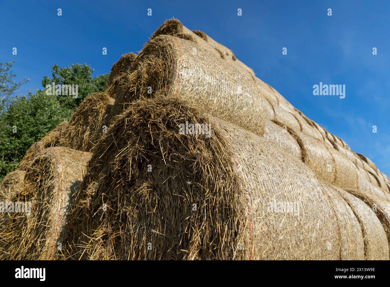 wheat straw collected in stacks after grain harvest, yellow straw from ...