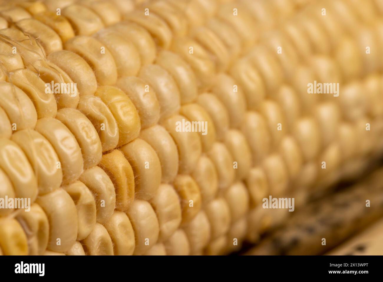 Old moldy corn cobs close-up, old spoiled sweet ripe corn food Stock ...