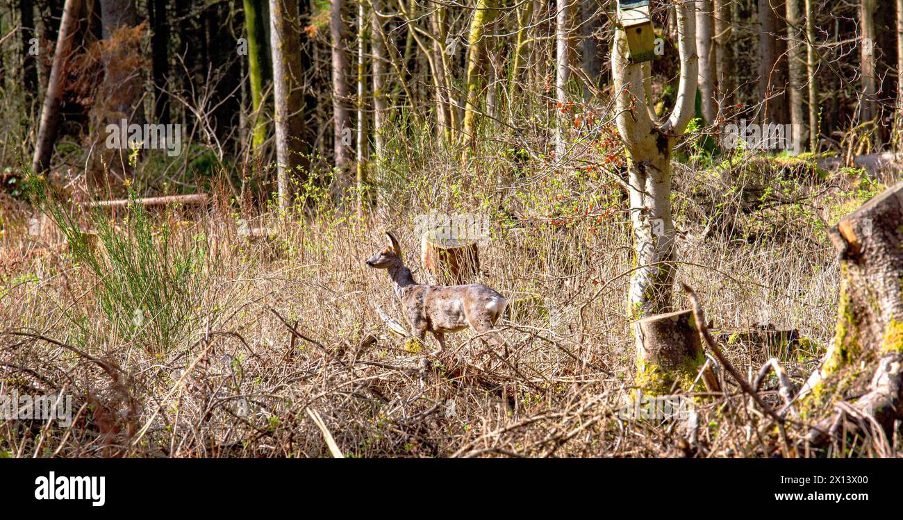 Dundee, Tayside, Scotland, UK. 15th Apr, 2024. UK Weather: Mild spring ...