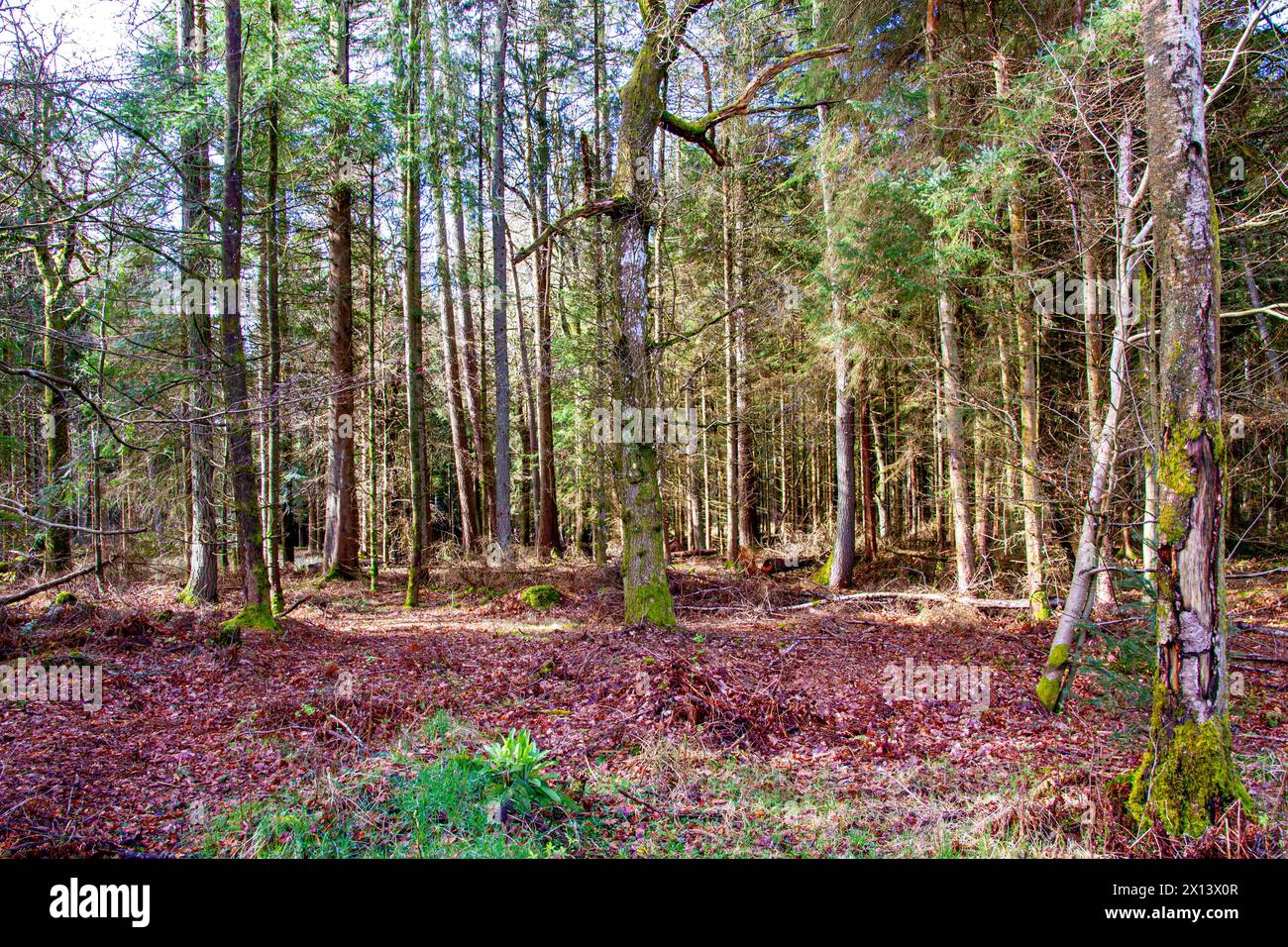 Dundee, Tayside, Scotland, UK. 15th Apr, 2024. UK Weather: Templeton ...
