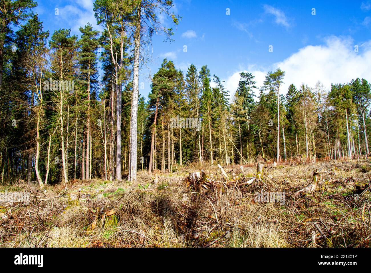 Dundee, Tayside, Scotland, UK. 15th Apr, 2024. UK Weather: Templeton ...