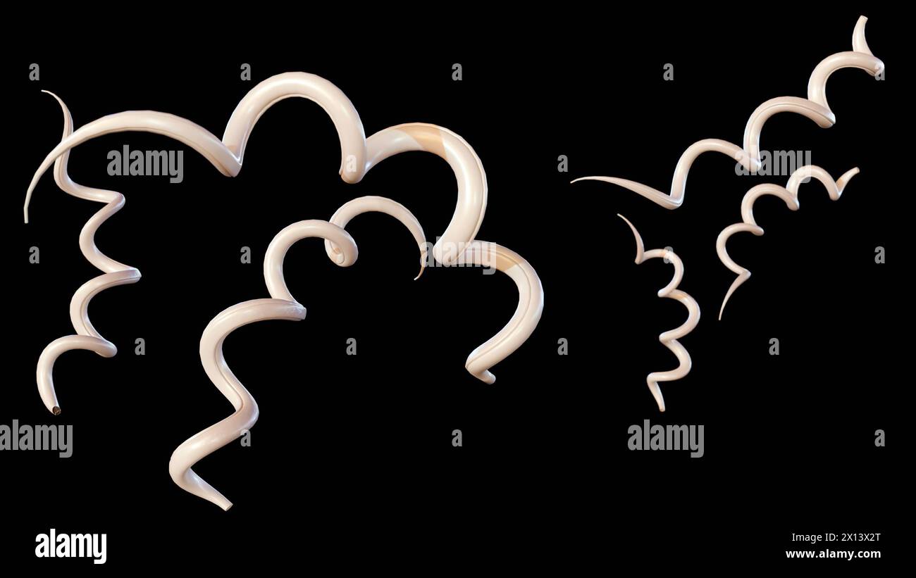 3d rendering of Borrelia burgdorferi, is a bacterium that causes Lyme ...