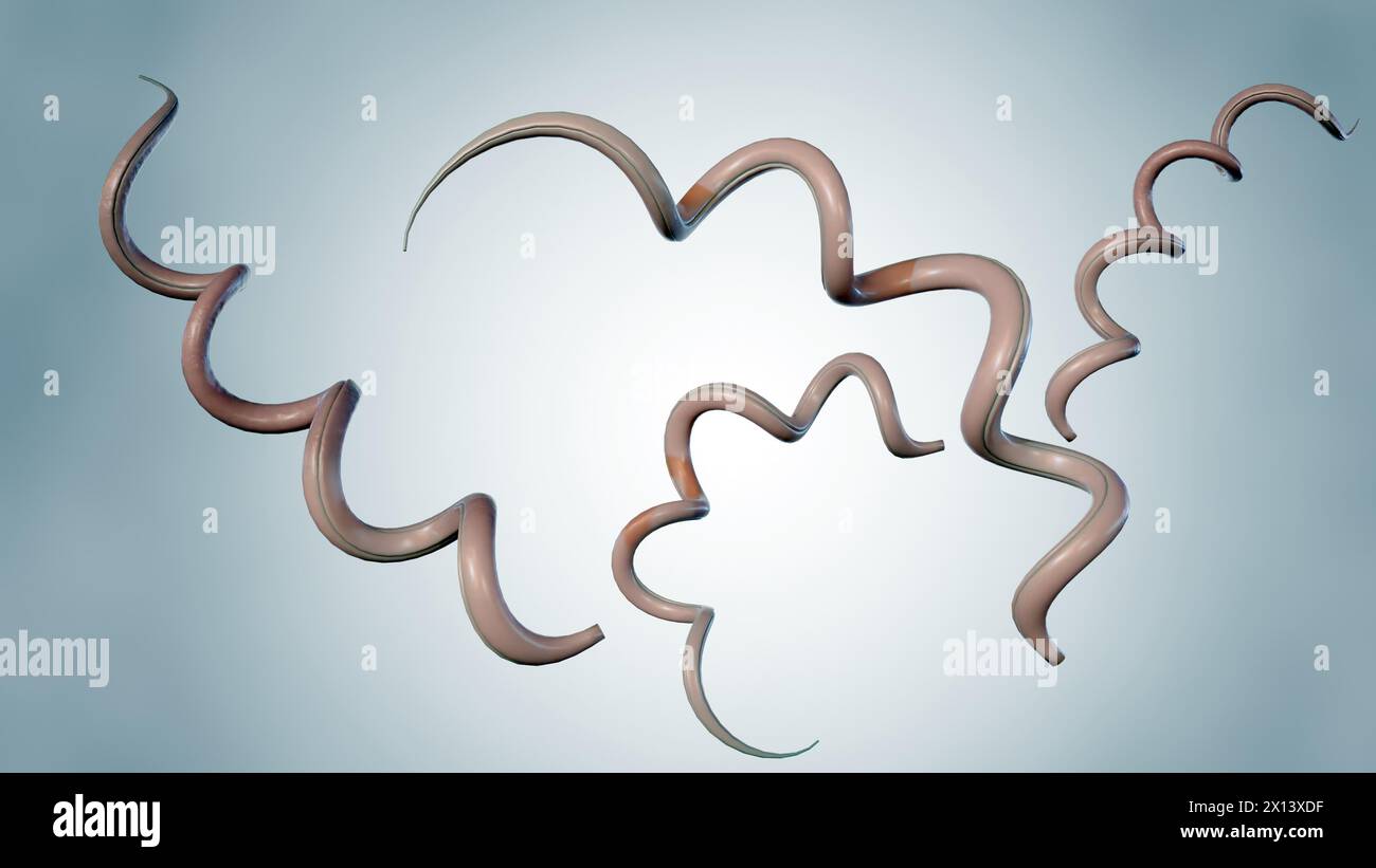 3d rendering of Borrelia burgdorferi, is a bacterium that causes Lyme ...