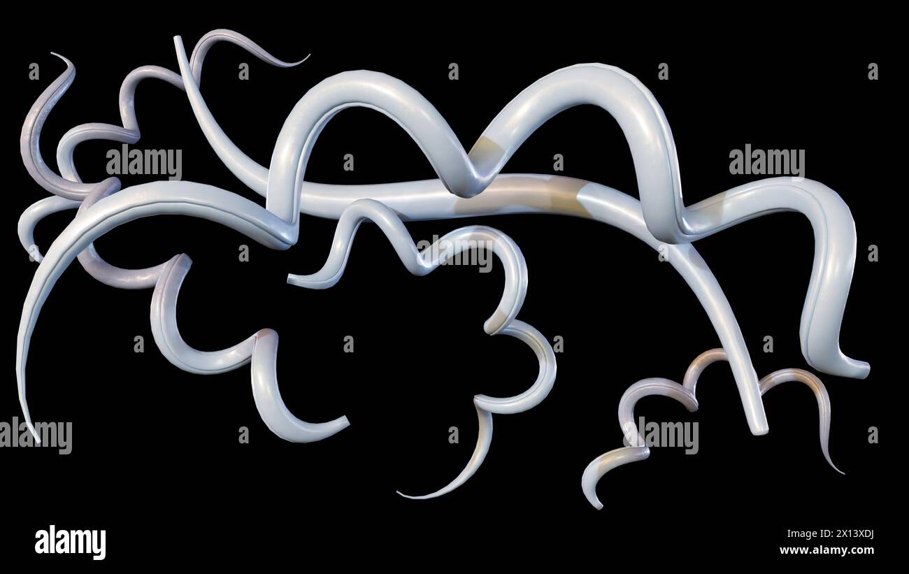 3d rendering of Borrelia burgdorferi, is a bacterium that causes Lyme ...