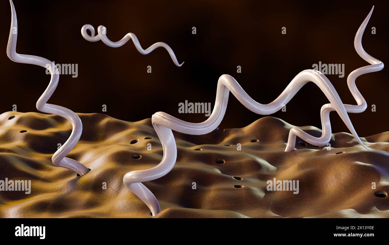 3d rendering of Borrelia burgdorferi, is a bacterium that causes Lyme ...