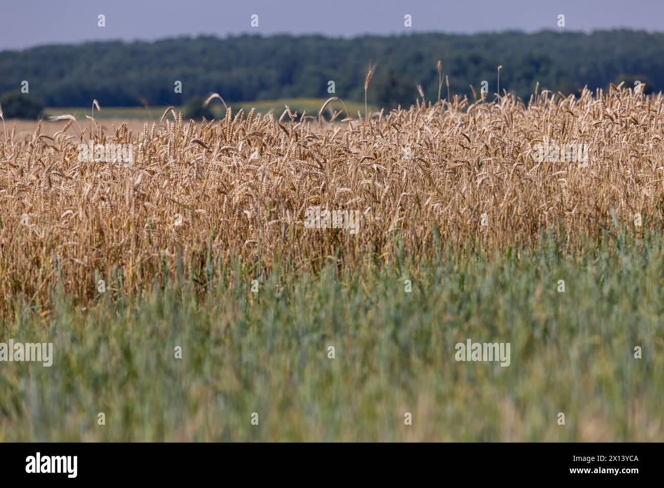 rye field with grain harvest on hot summer days, dry sunny weather ...