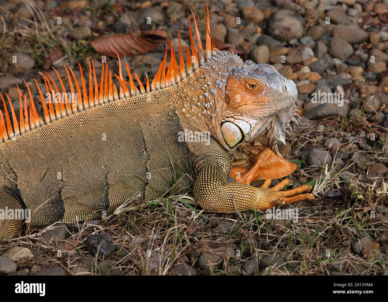 Green iguana, Iguana iguana, Iguanidae. Tortuguero, Costa Rica, Central ...