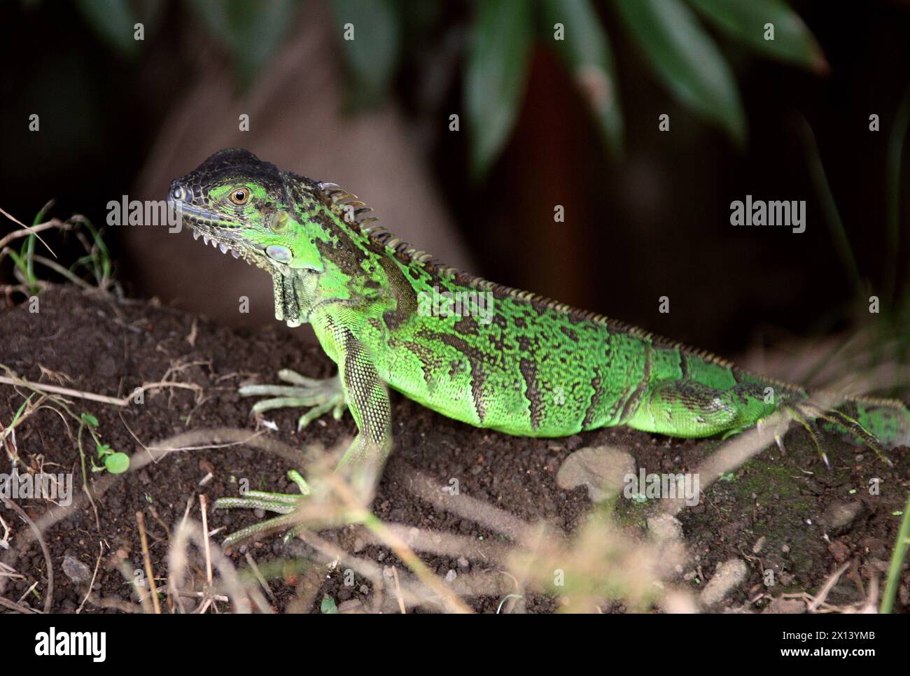 Juvenile Green iguana, Iguana iguana, Iguanidae. Tortuguero, Costa Rica ... Juvenile Green iguana, Iguana iguana, Iguanidae. Tortuguero, Costa Rica ...