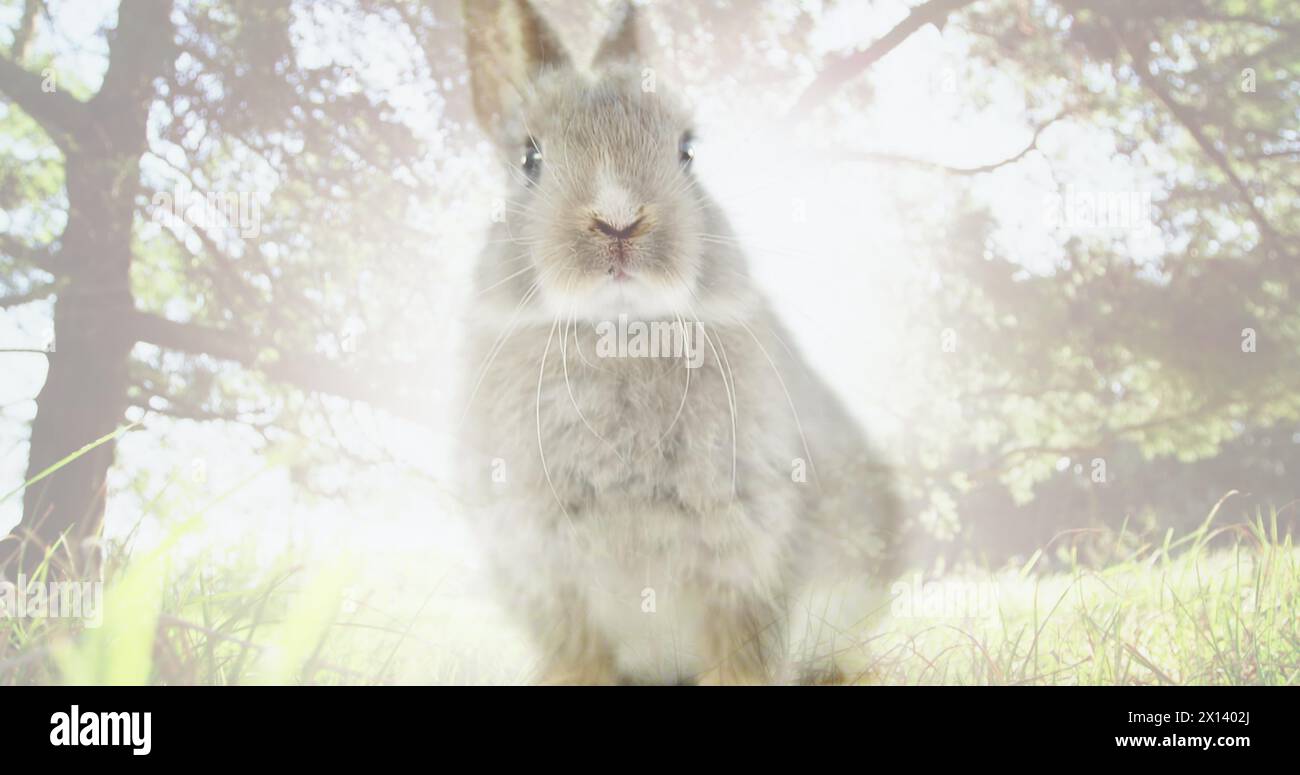 Composite image of bright spot of light against rabbit in the forest ...