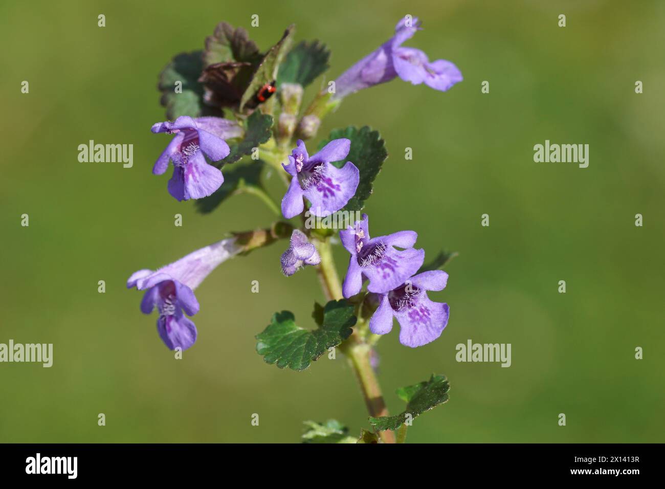 Closeup flowering ground-ivy (Glechoma hederacea), mint family ...