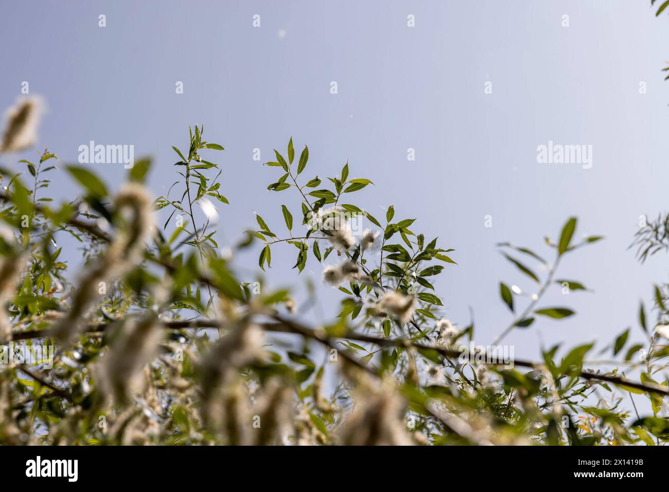 light white fluff from willow in spring, willow during flowering with a ...