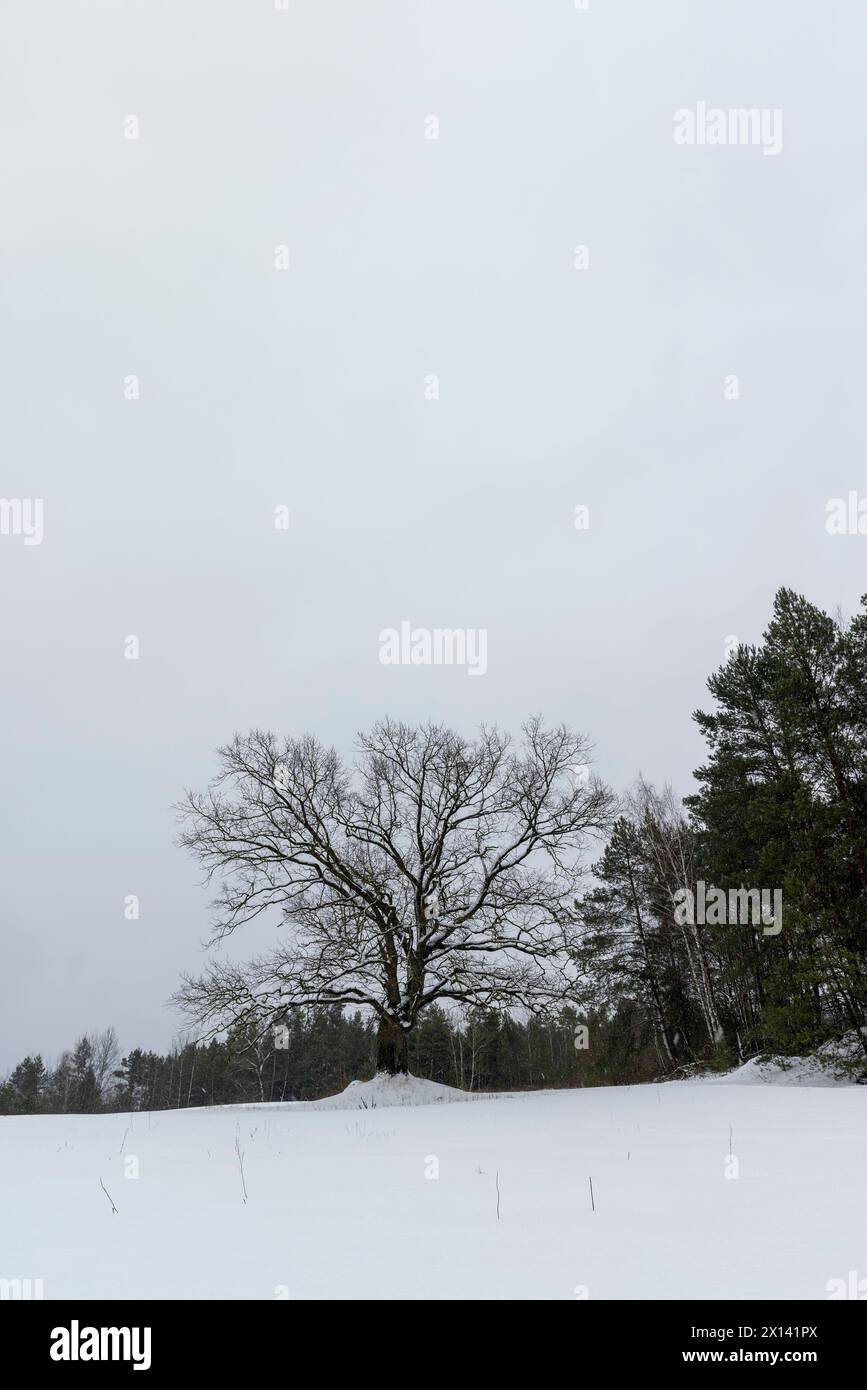 an old oak tree in winter during a snowfall, falling snow in a field ...