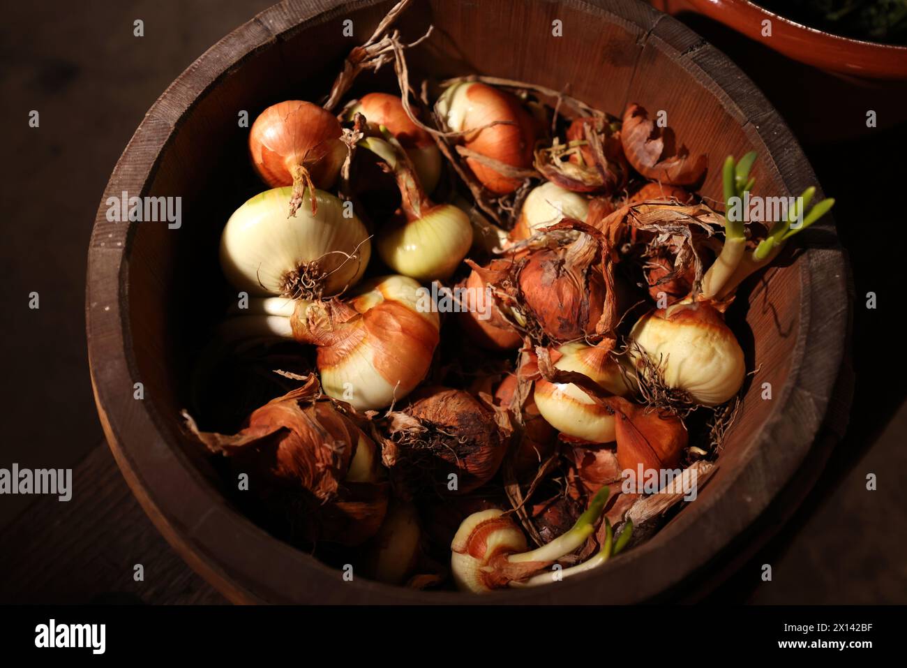 Onions pictured at the Weald & Downland Living Museum, Singleton ...
