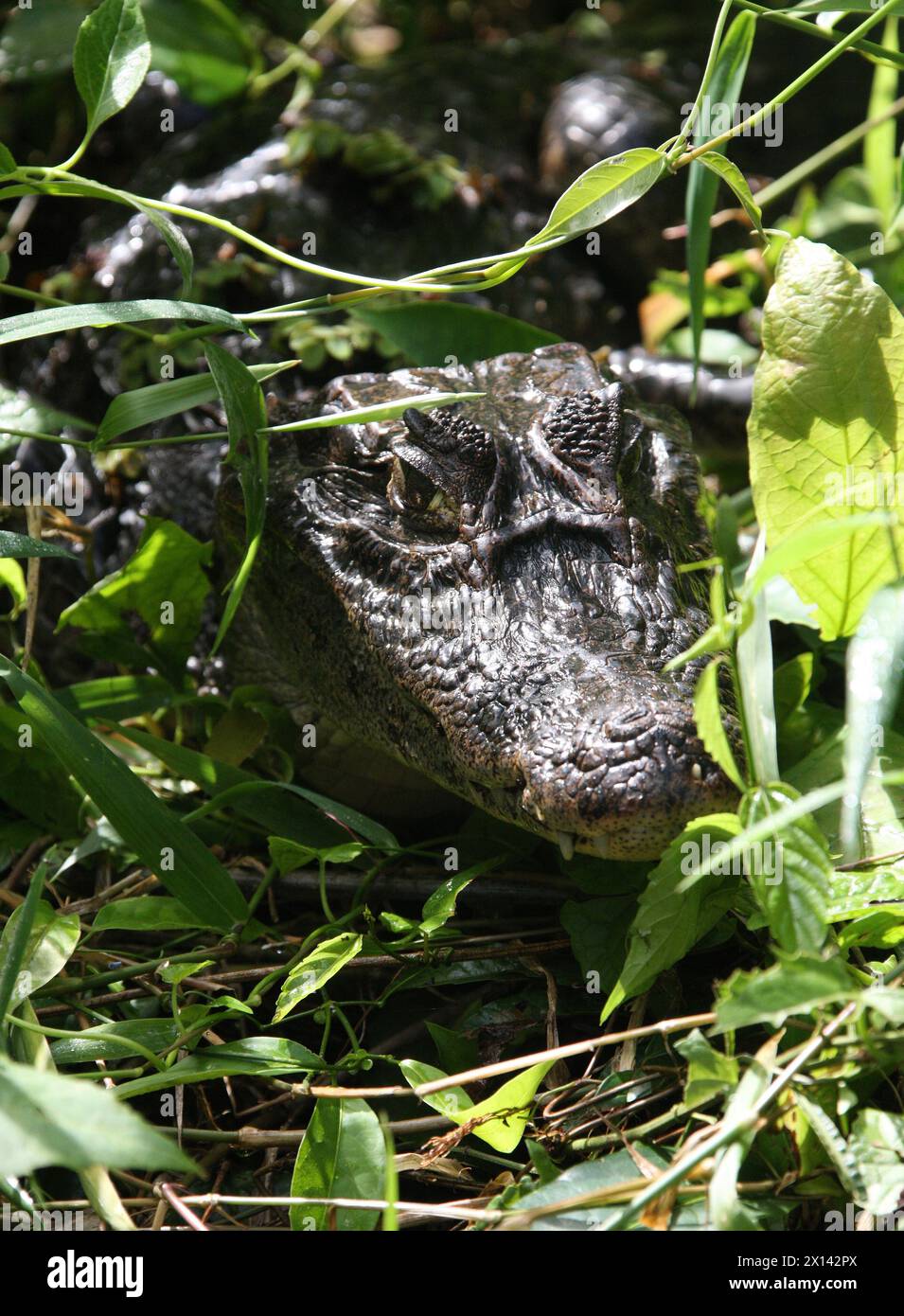Spectacled Caiman or White Caiman, Caiman crocodilus, Alligatoridae ...