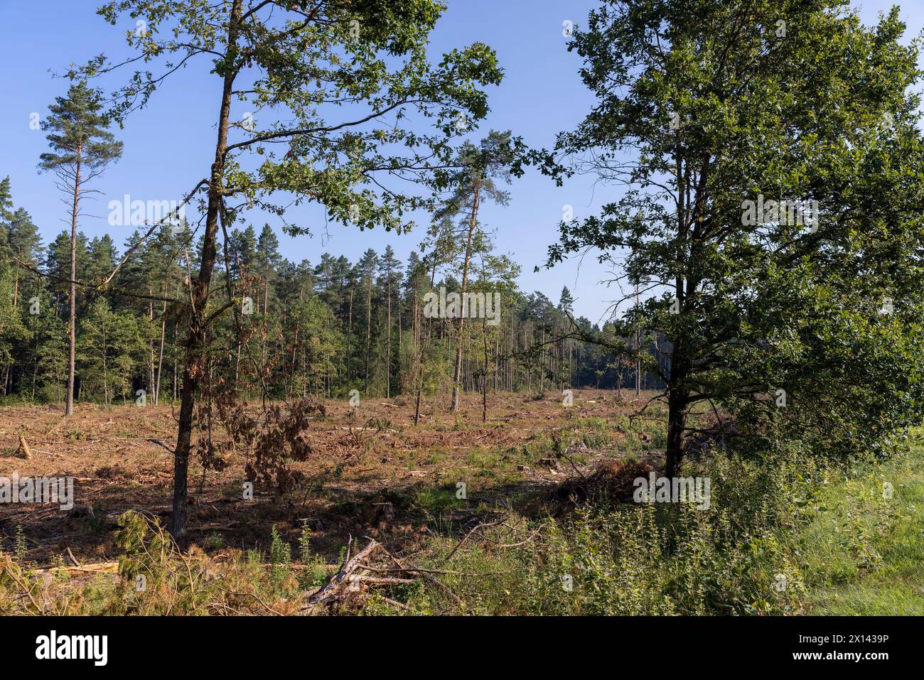 Deforestation for timber harvesting, timber harvesting in the forest ...