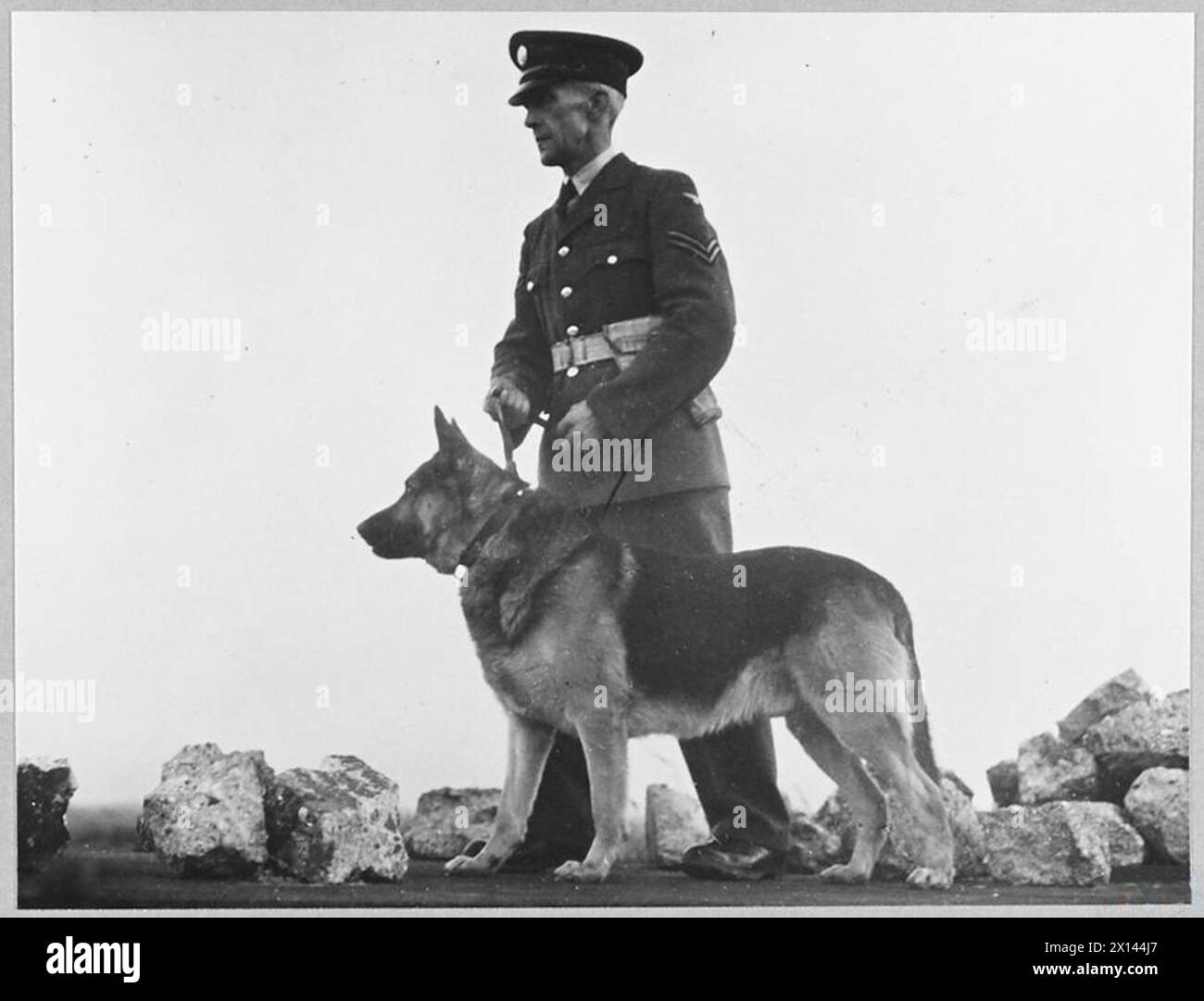 "MIKE" : AN R.A.F. POLICE DOG - Mike, an Alsatian police dog, is doing ...