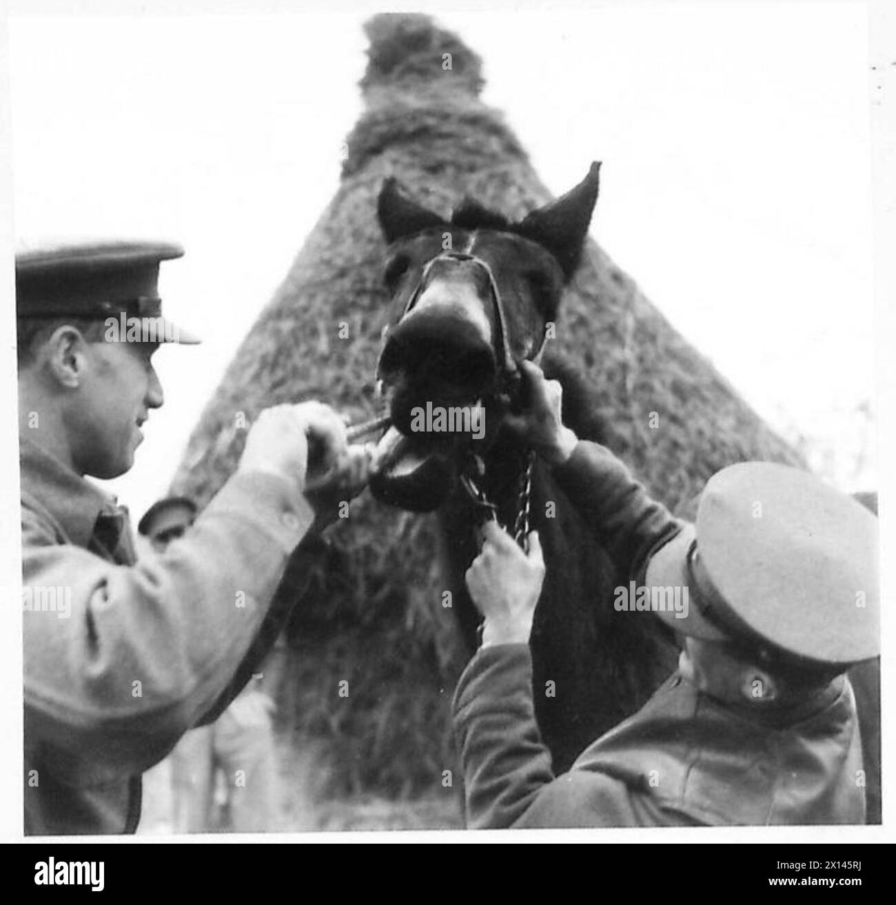 ITALY : FIFTH ARMY : MULE DOC' - Fixing a gag prior to filling a mule's ...