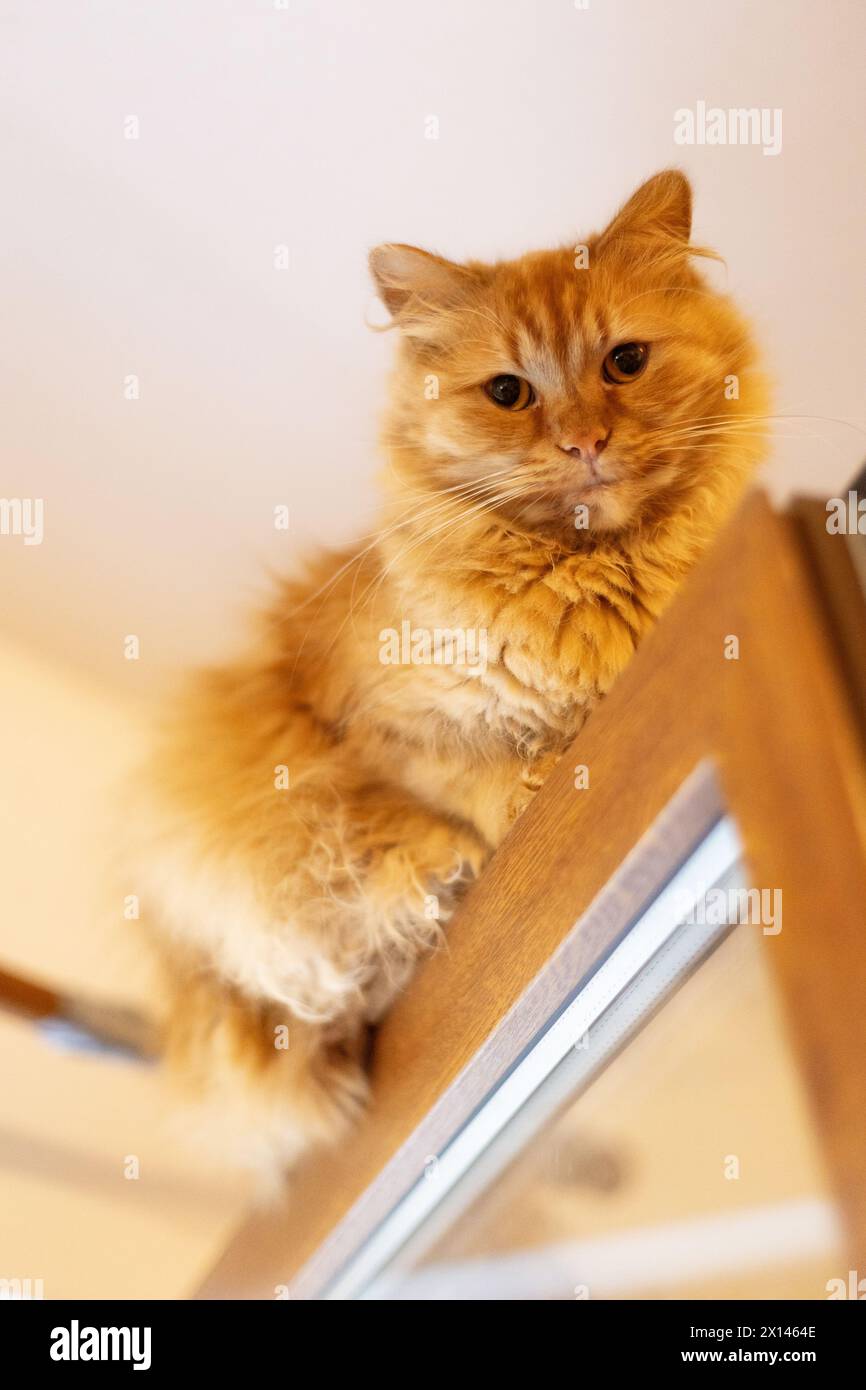 Red ginger cat lying on frame and looking from top of opened window ...