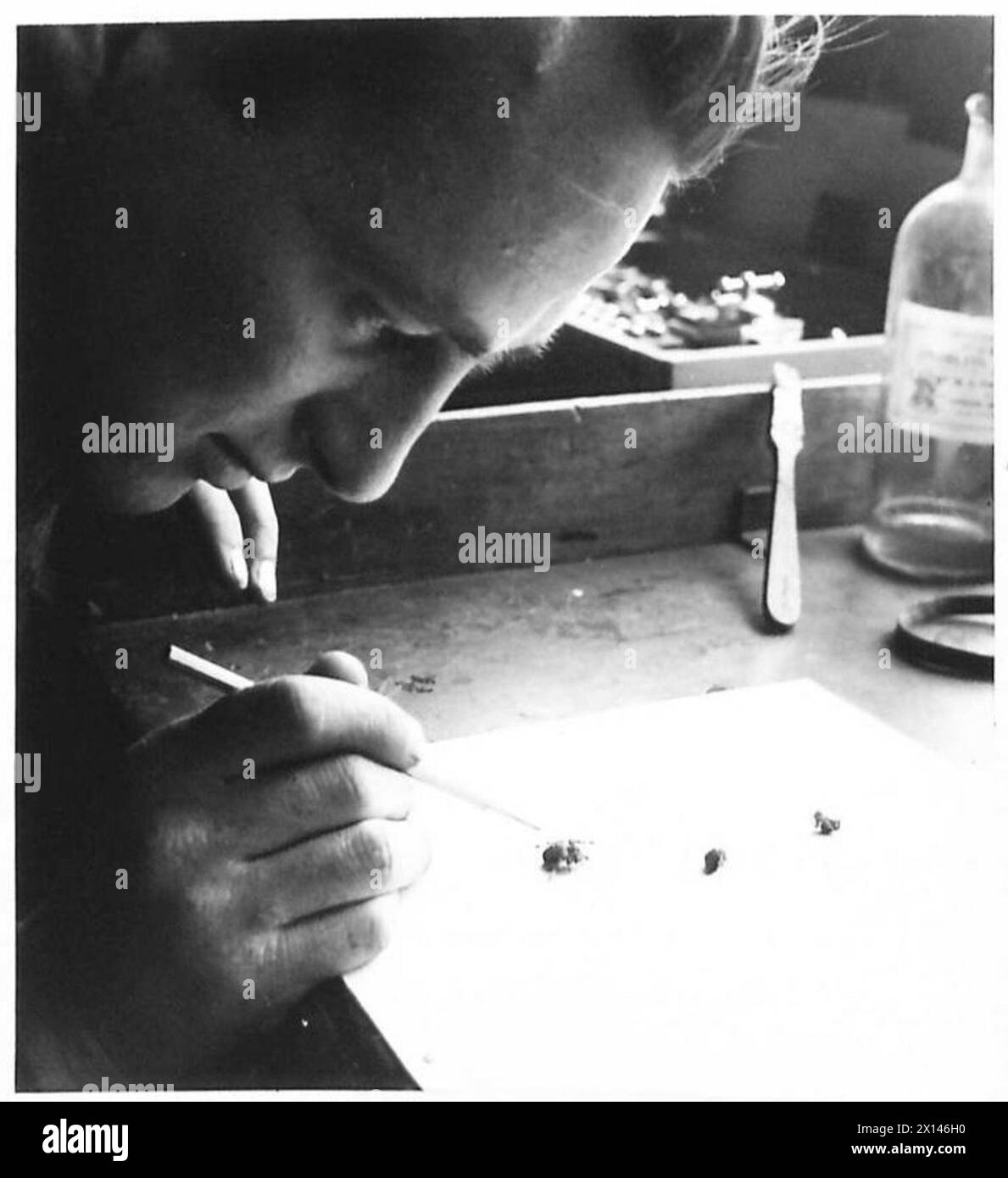 SPIDERS WEB IN USE BY THE ARMY - Sorting the spiders after they are ...