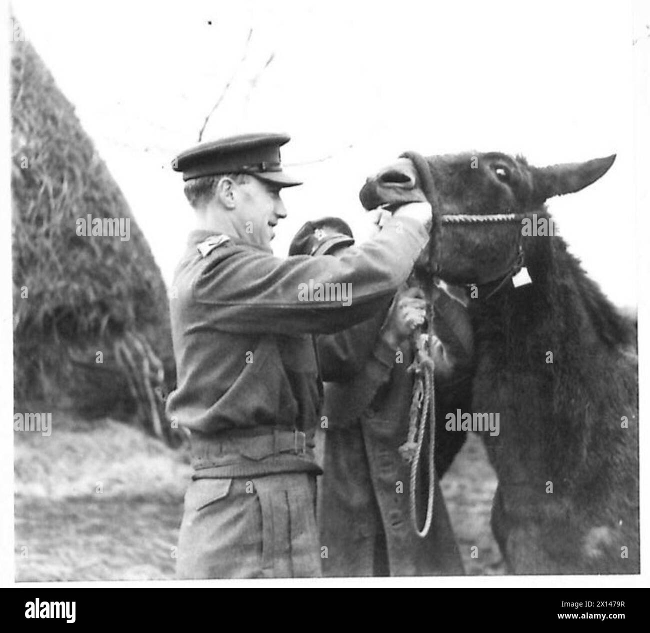 ITALY : FIFTH ARMY : MULE DOC' - A 'pick-me-up' administered in the ...