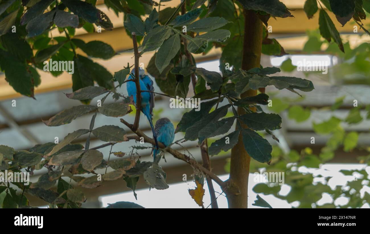 Vibrant blue birds, lush foliage backdrop Stock Photo - Alamy