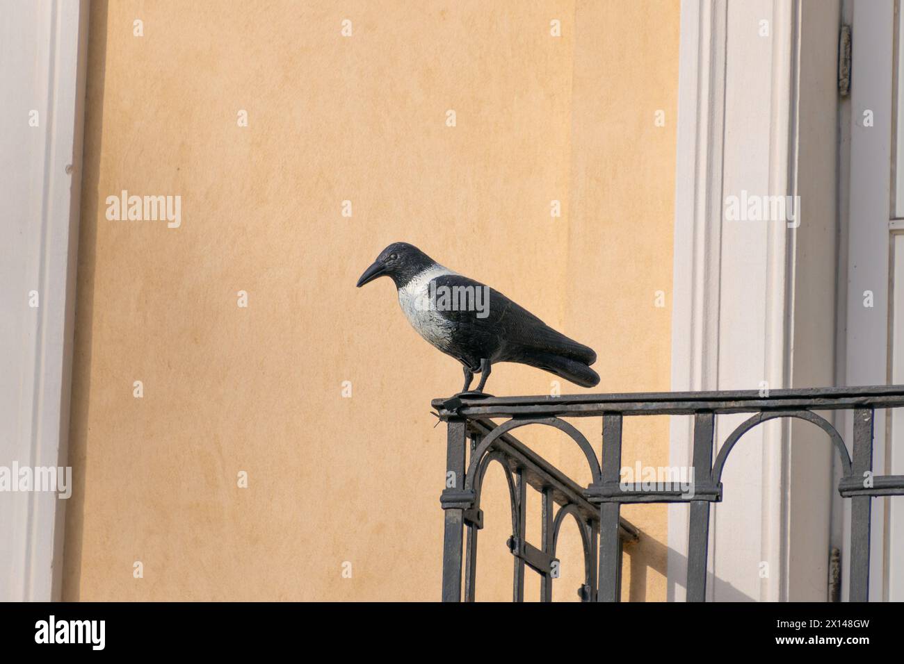 Artificial crow on the balcony to scare away birds. Protection against ...